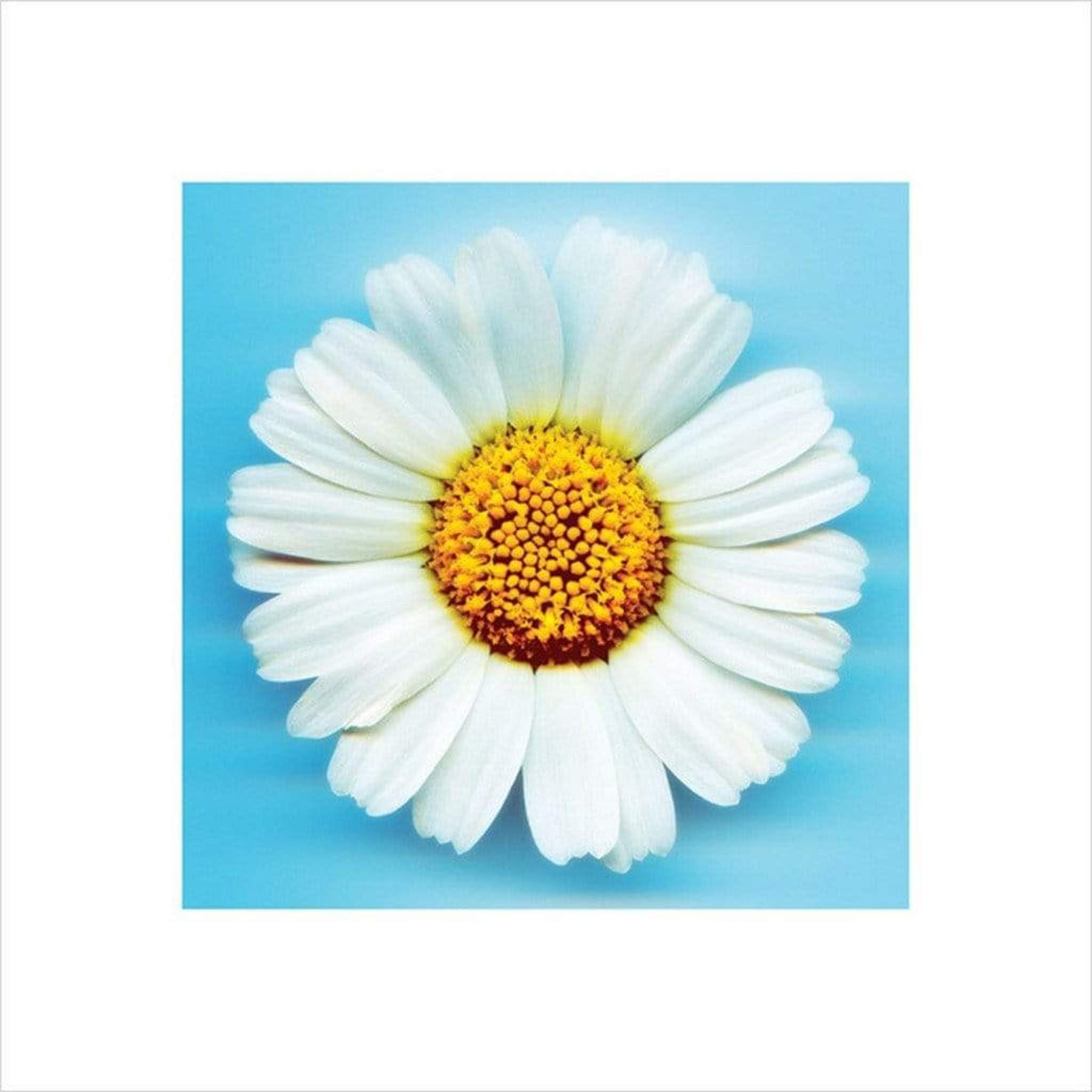 Kunstdruk Big Daisy 40x40cm | Yourdecoration.nl