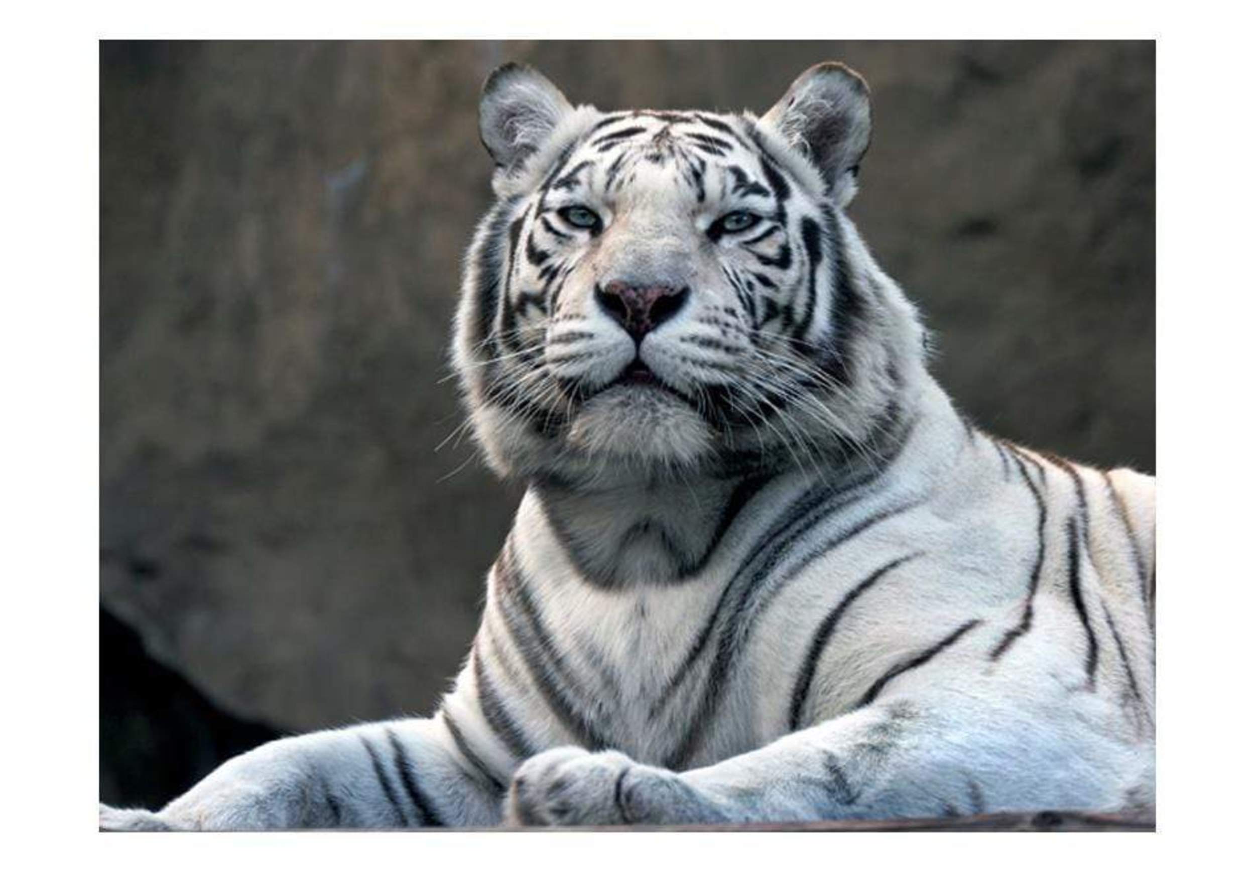 Bengaalse Tijger Behang Breedbeeld